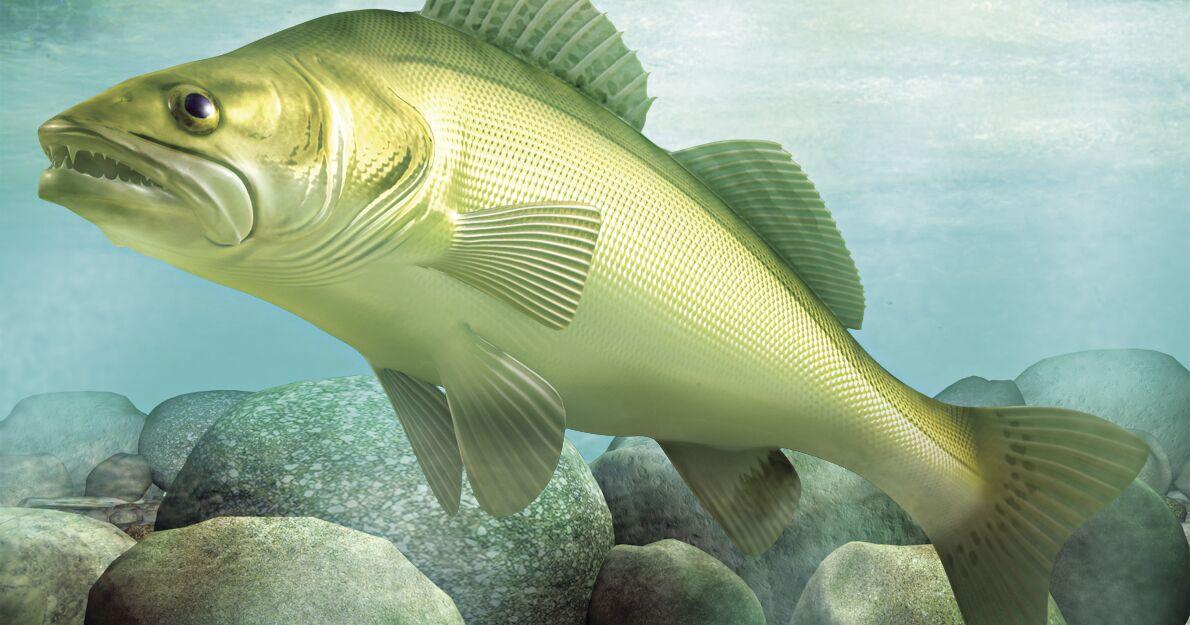 Winter walleye fishing regulations for Mille Lacs Lake | Local News ...