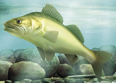 Winter walleye fishing regulations for Mille Lacs Lake | Local News ...