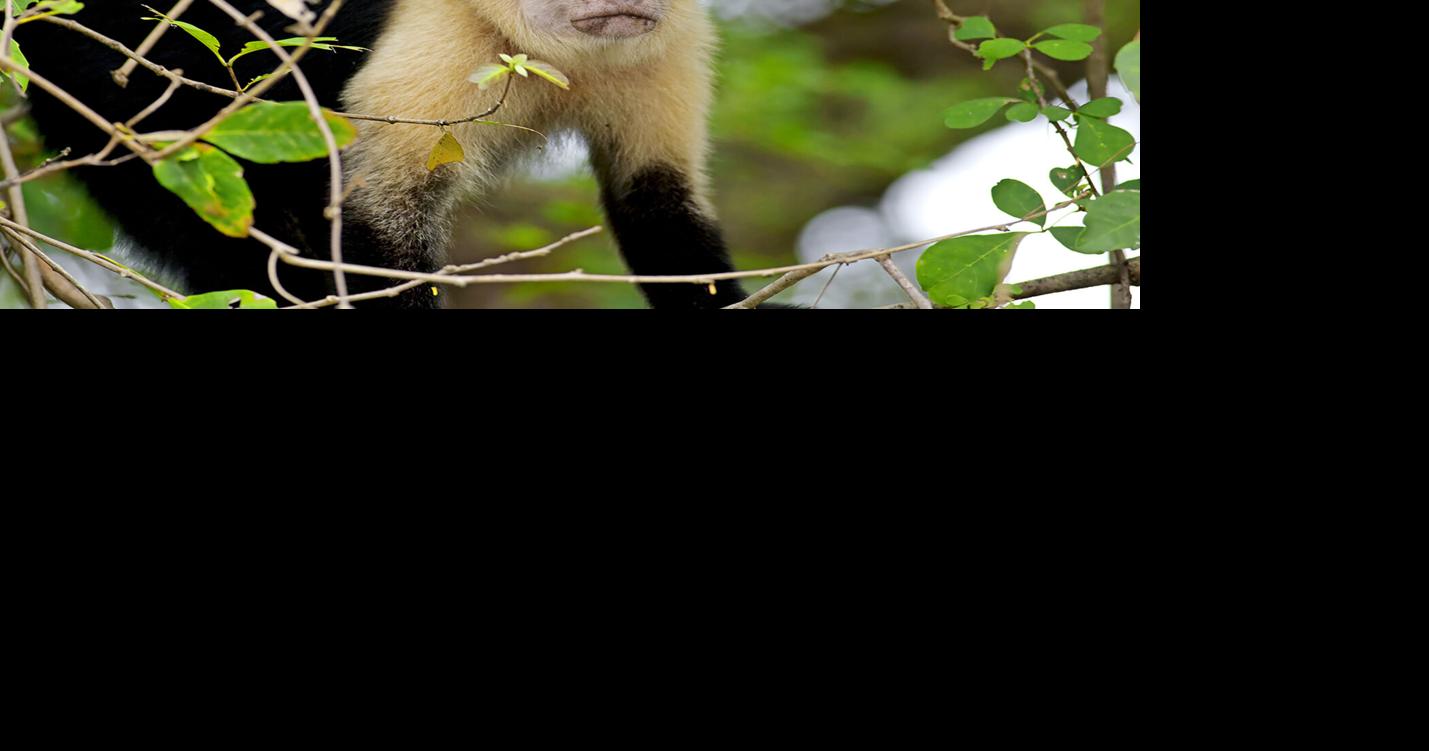 Cute animals full of mischief at Pine Grove Zoo | Local News ...