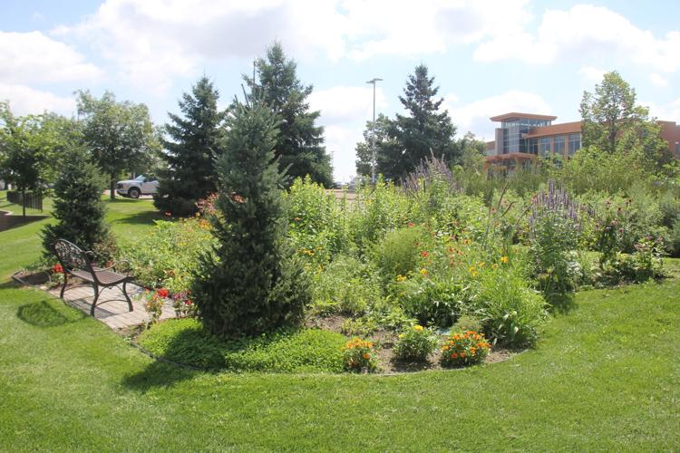 Anoka Cooperative's pollinator garden lives up to the buzz | Andover ...