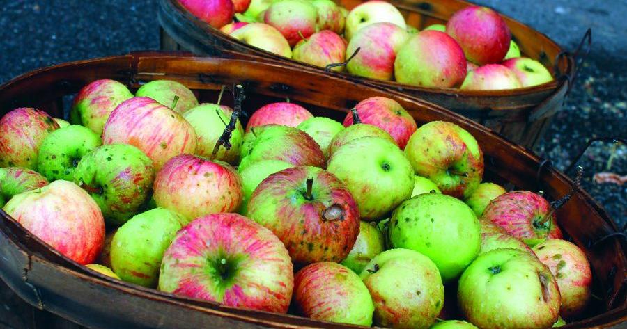 Making cider in St. Louis Park (photos) | Business | hometownsource.com