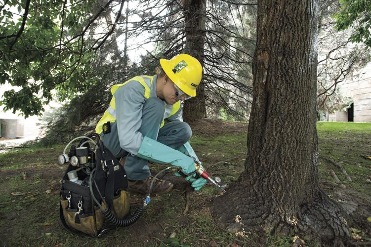 Emerald ash borers: Fighting a metallic-green scourge | Sun Current ...