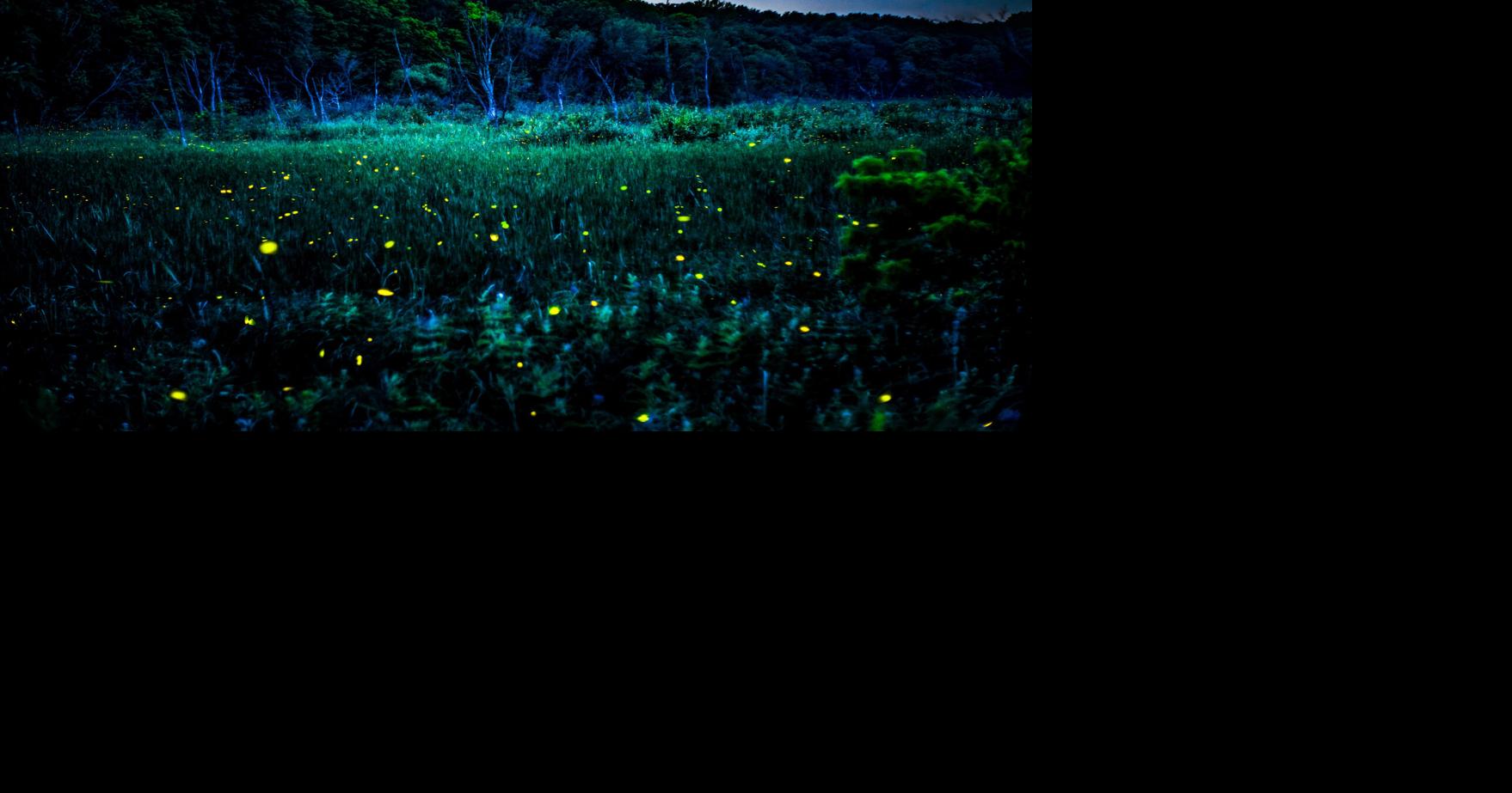 Fireflies put on light show at Arboretum | Free | hometownsource.com