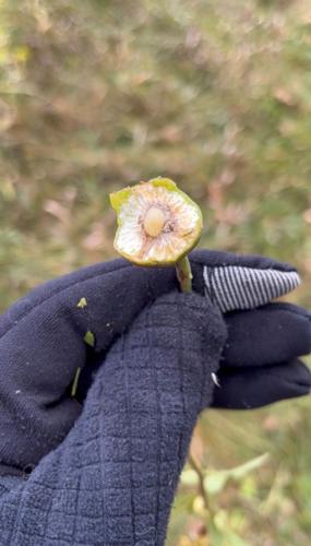 Leave some for the birds and bees, please | Local News | hometownsource.com