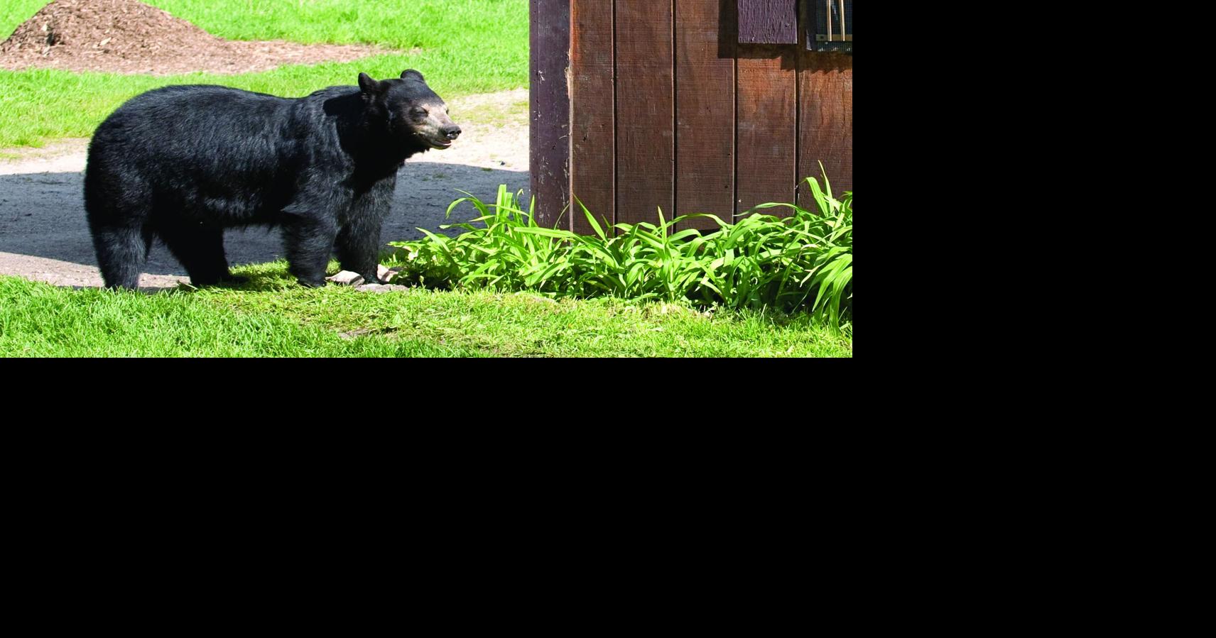 Prevent conflicts with bears this spring by being BearWise | News ...