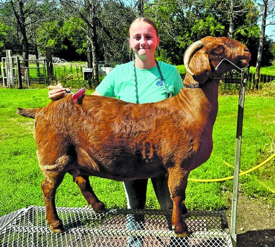 From barn yard to blue ribbons for Voge Boer Goats | Agriculture ...