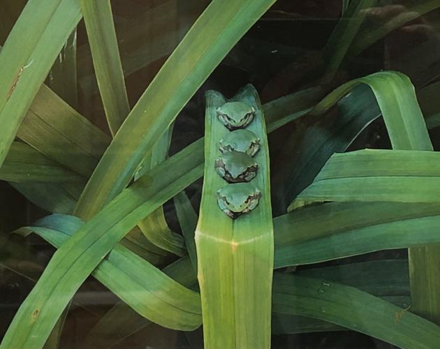 Eden Prairie artist featured in Sower Gallery exhibition | Eden Prairie ...