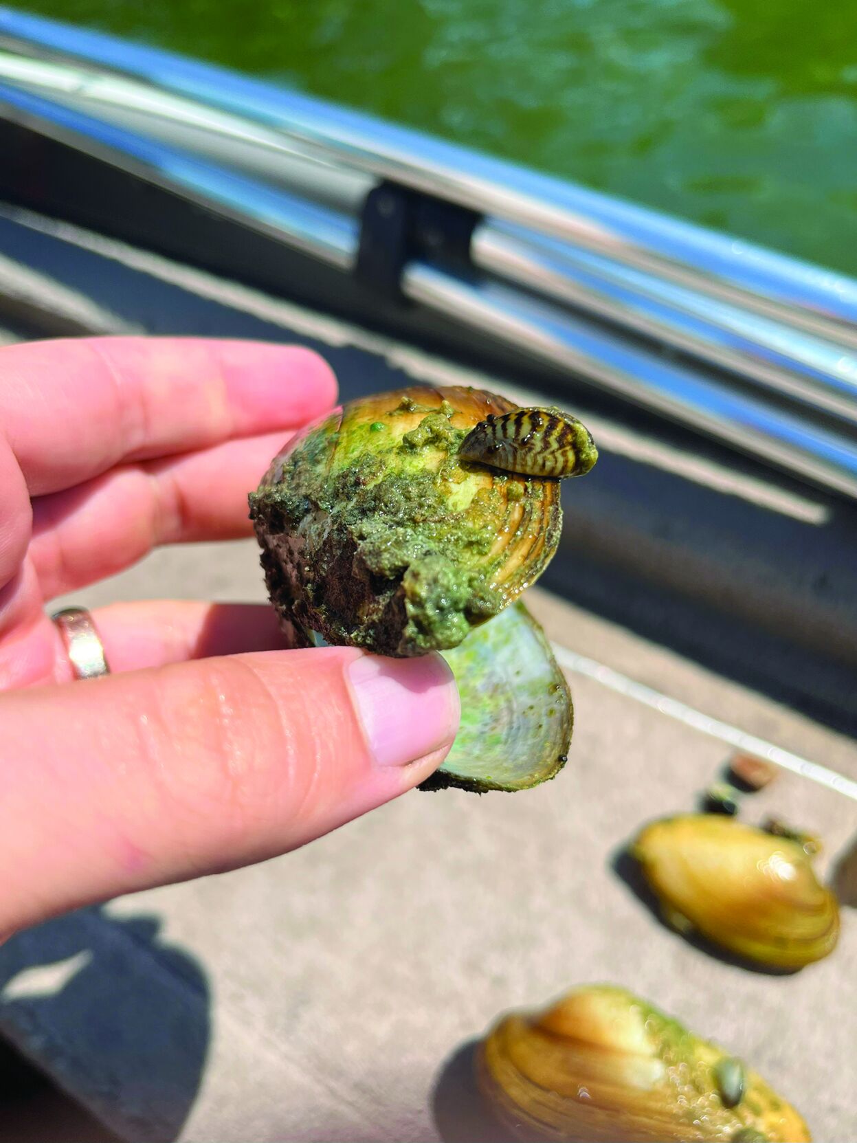 Keeping invaders out of Minnesota waters | Local News | hometownsource.com