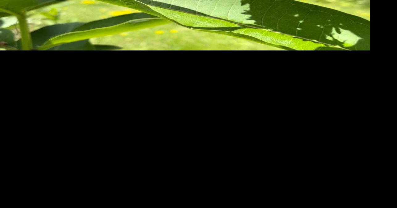 Going native? Fall is a great time to plant | Local News ...