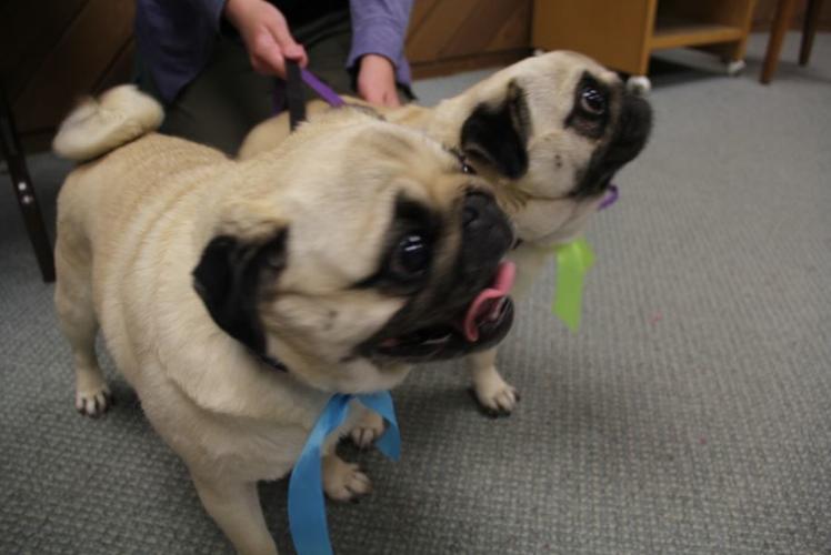 Three little pugs (and two little chihuahuas) | Laker Pioneer ...