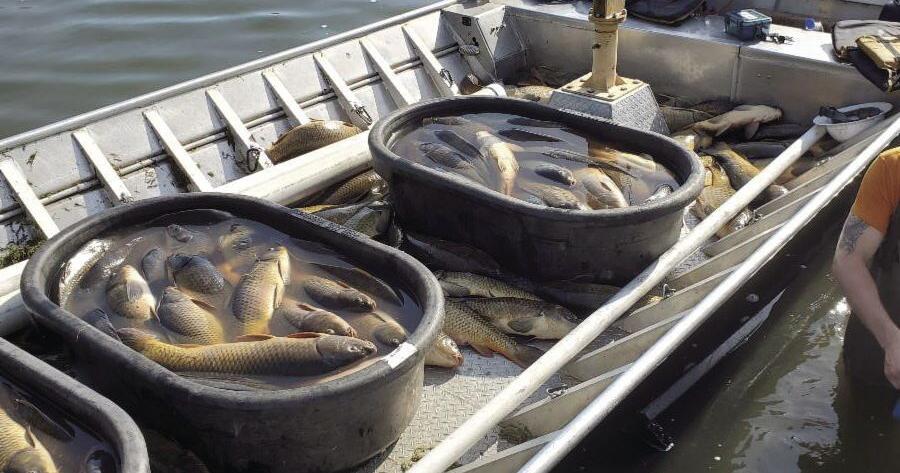 Carp removal aimed at improving water quality | Community ...