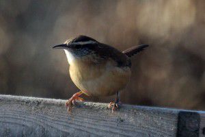 Rare wren sightings reported at Wild River State Park | Local ...