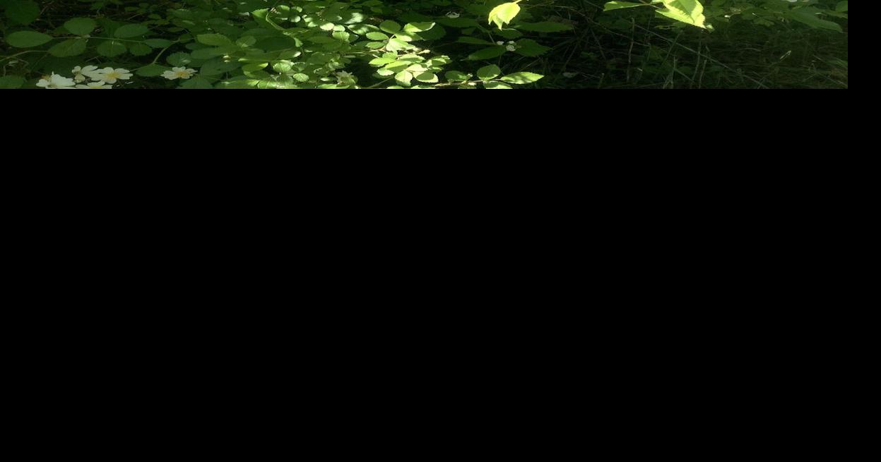 Invasive exotic: Multiflora Rose | Community | hometownsource.com
