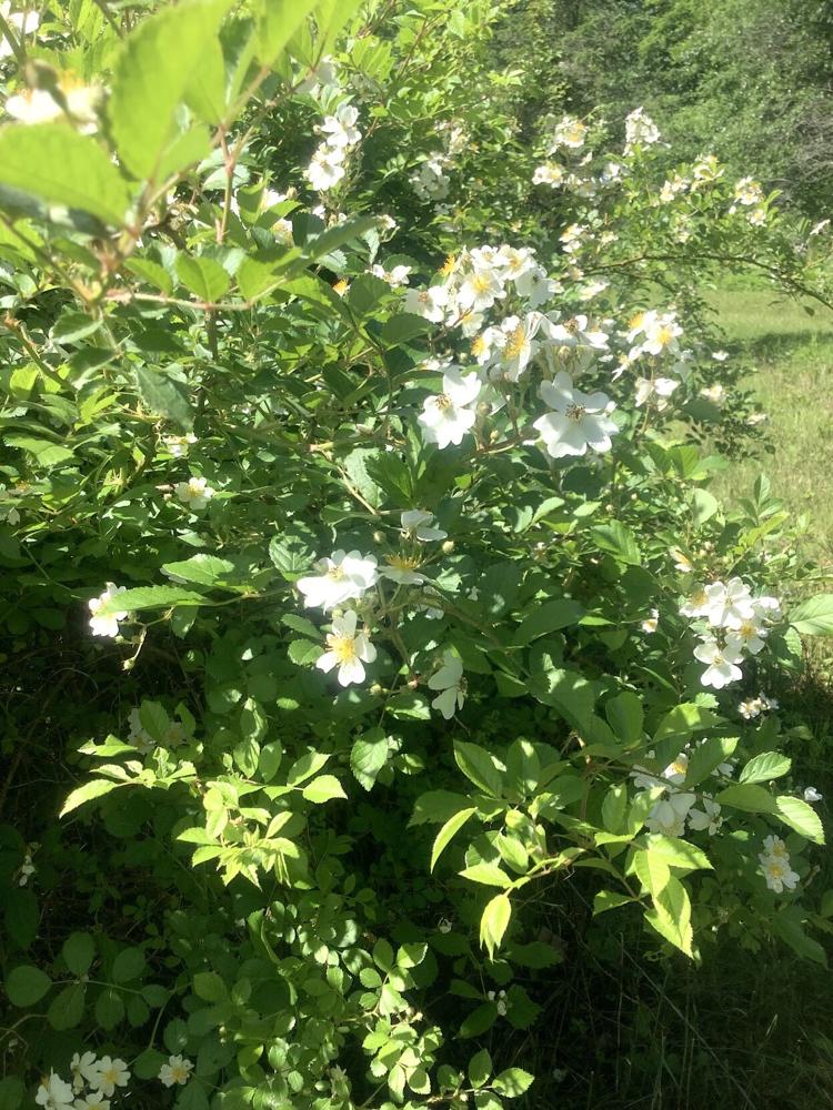 Invasive exotic: Multiflora Rose | Community | hometownsource.com