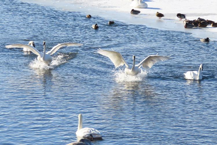 Lake life: The presents we all miss | News | hometownsource.com