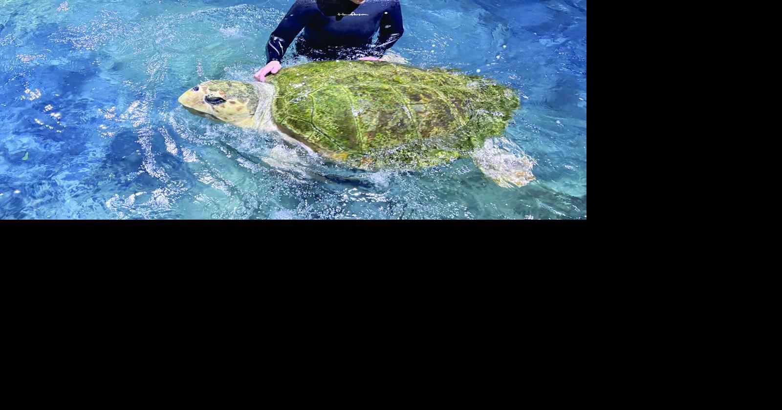 'Snooki' the loggerhead sea turtle finds her forever home at the ...