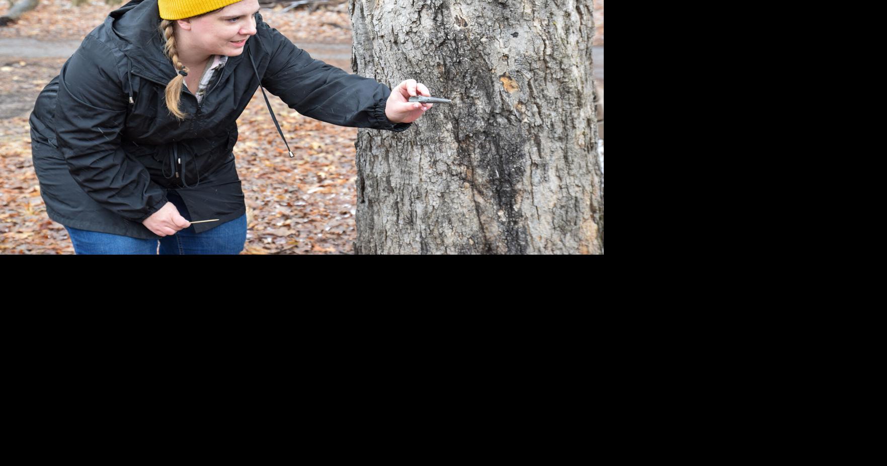 Trees ready for maple tapping at River Bend Nature Center | APG State ...
