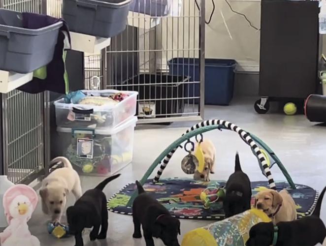 Can Do Canines puppies set to work with inmates | Free | hometownsource.com