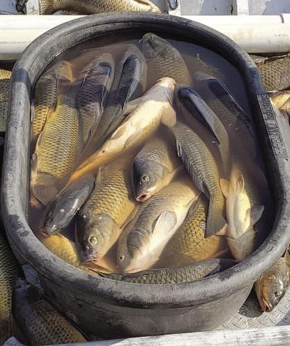 Carp removal aimed at improving water quality | Community ...