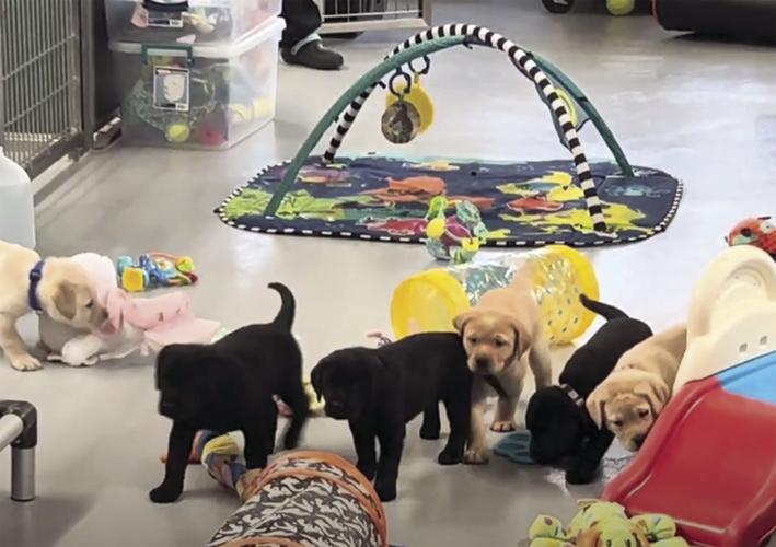 Can Do Canines puppies set to work with inmates | Free | hometownsource.com