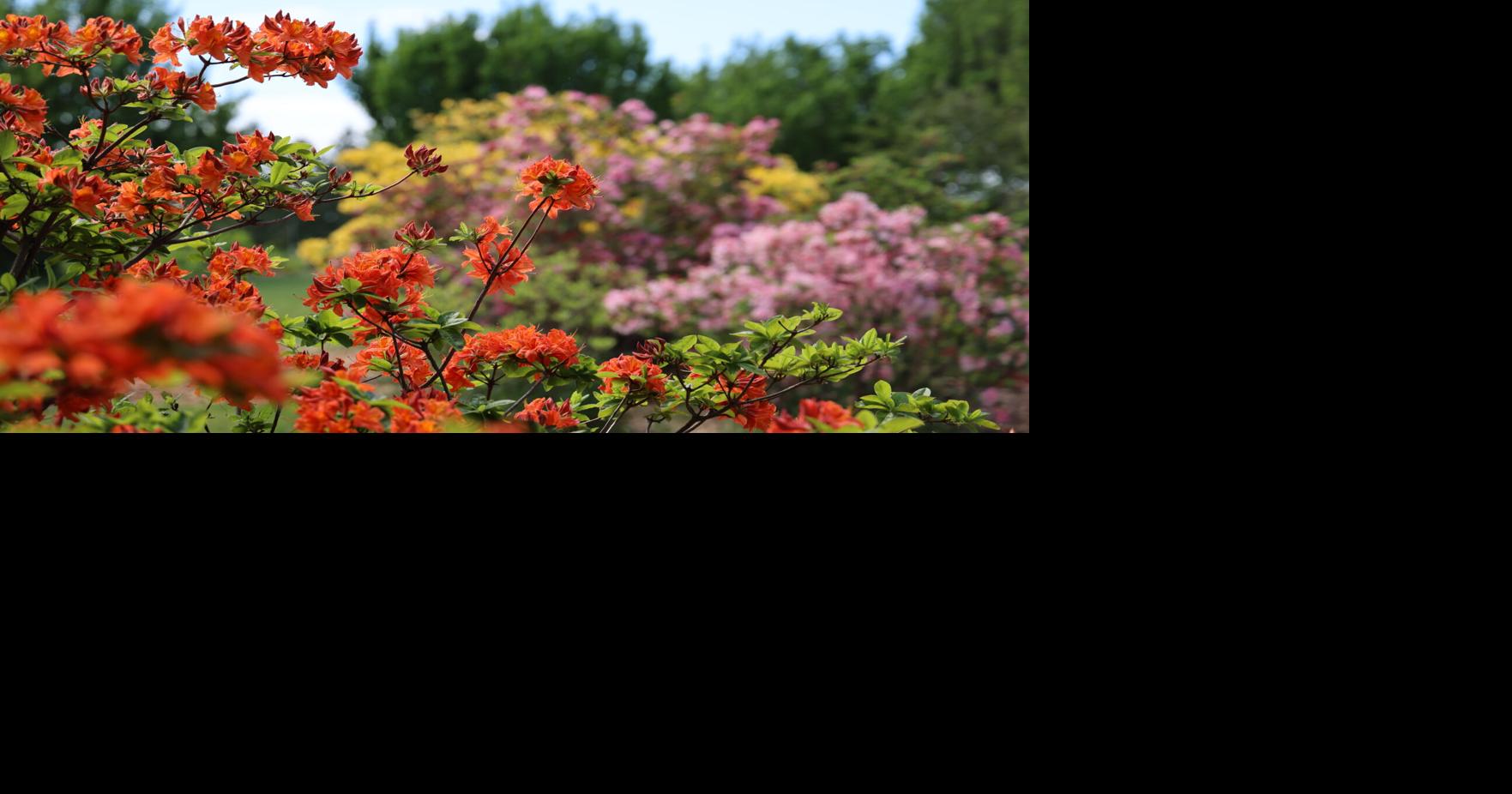 Hundreds of azaleas to bloom at Arb | Community | hometownsource.com