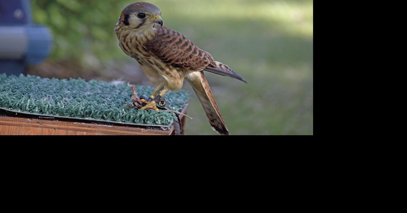 Champlin residents learn about science surrounding Mill Pond | Press ...