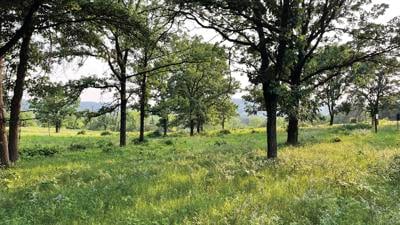 For the love of forests | Community | hometownsource.com