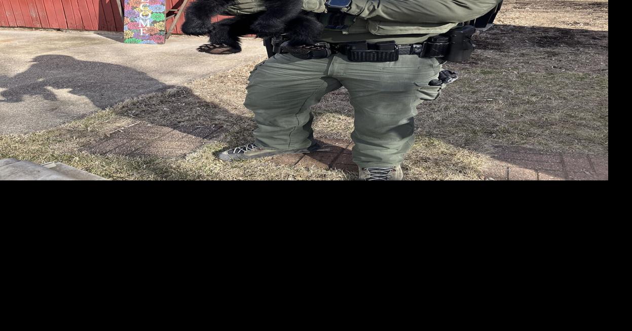 Injured bear cub, found in field, recovering from broken leg | Elk ...