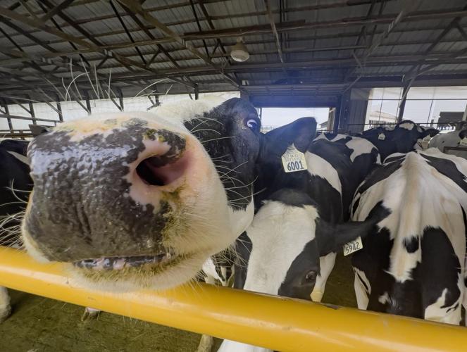 4th generation Hendel Farms showcases dairy farming at its best | Local ...
