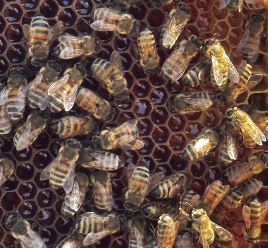 Bees buzzing at the Shoppes at Arbor Lakes | Local News ...