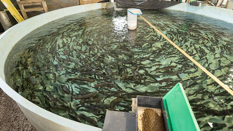 U of M team studying viability of food-fish aquaculture industry in ...
