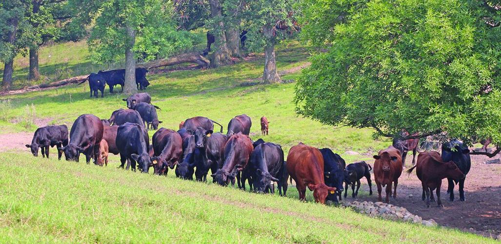 Kaiser Farms: Where family roots run deep and the beef is strong ...