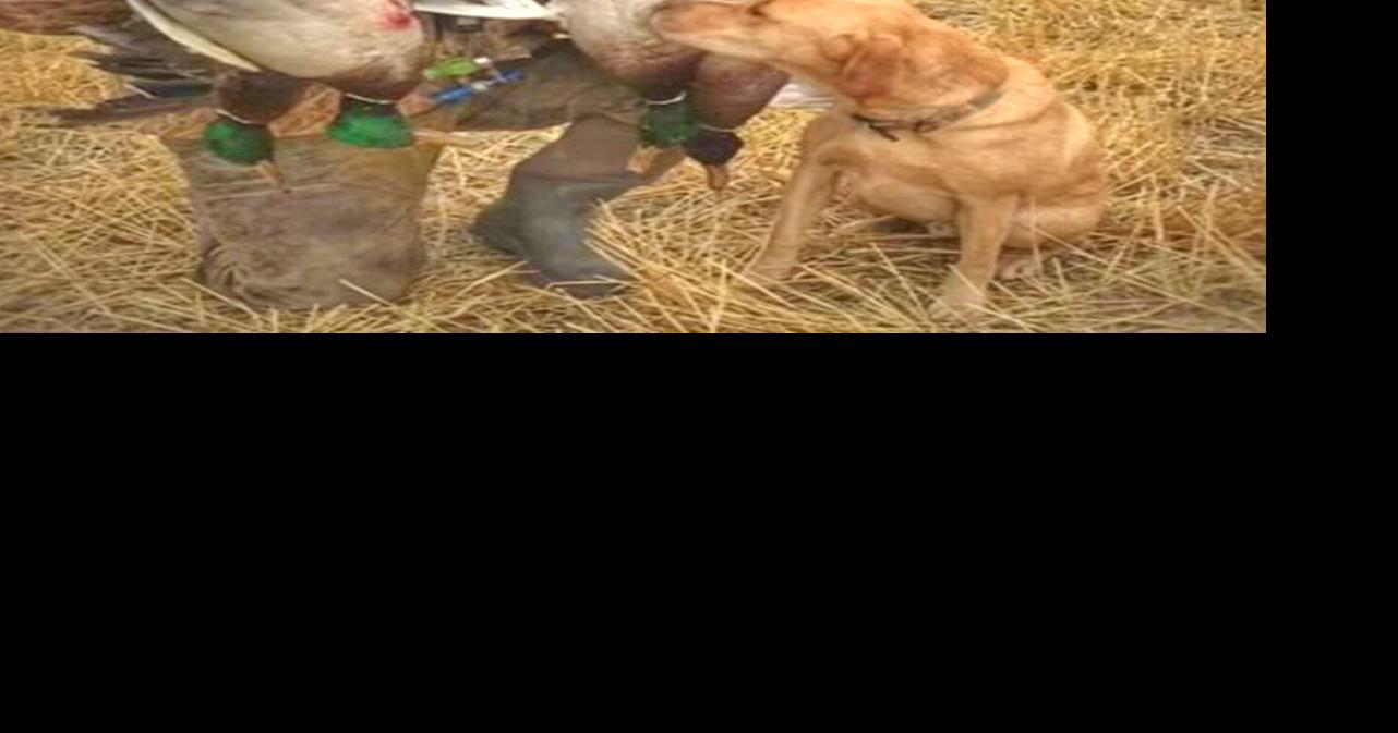 Fowl hunting, a tradition for local man | Morrison County Record ...