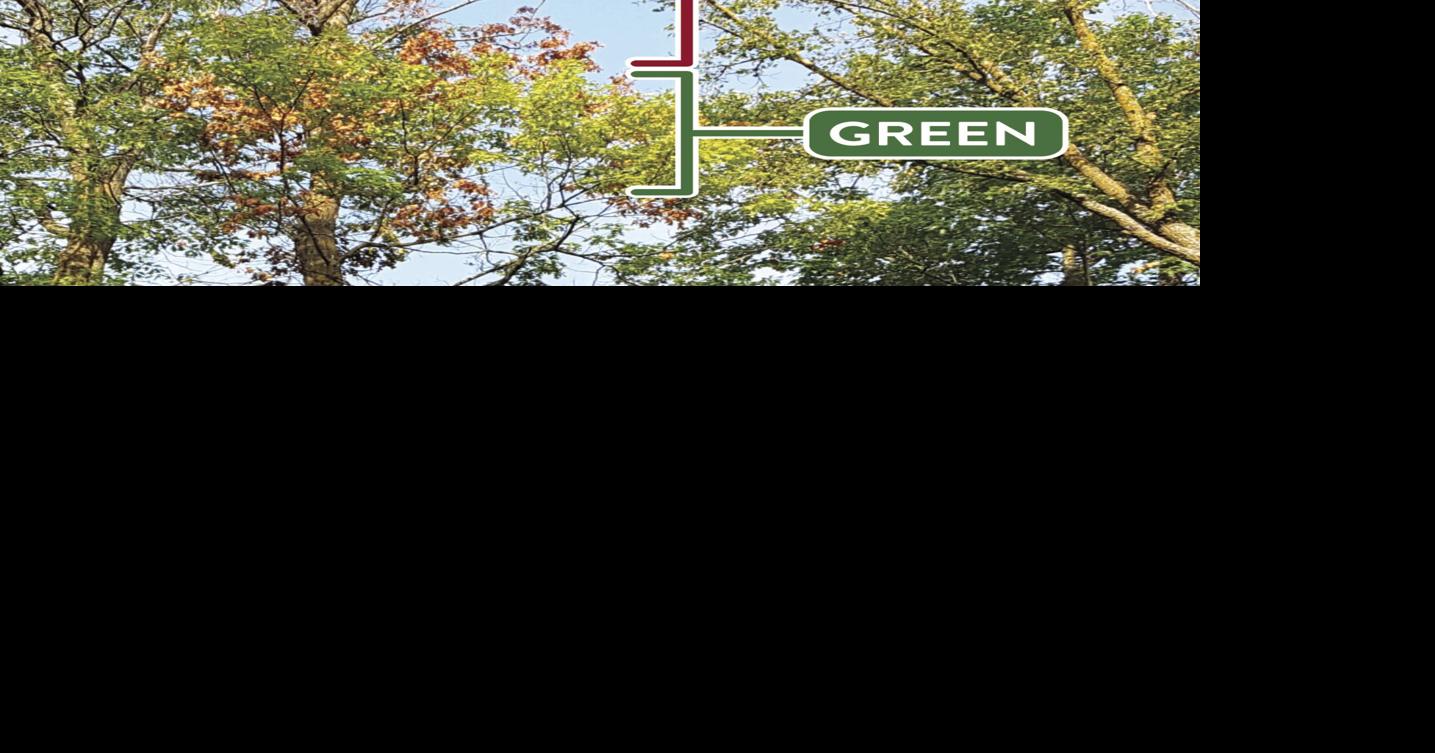 Oak trees showing signs of drought stress, beetle infestation ...