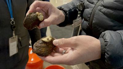 Minnesota Zoo gets retired mussels used for water quality monitoring ...