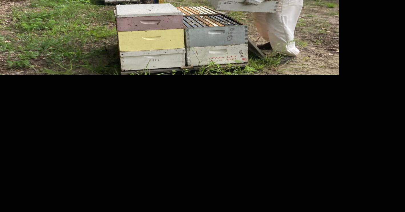 Beekeeper demonstrates passion for pollinators | Community ...