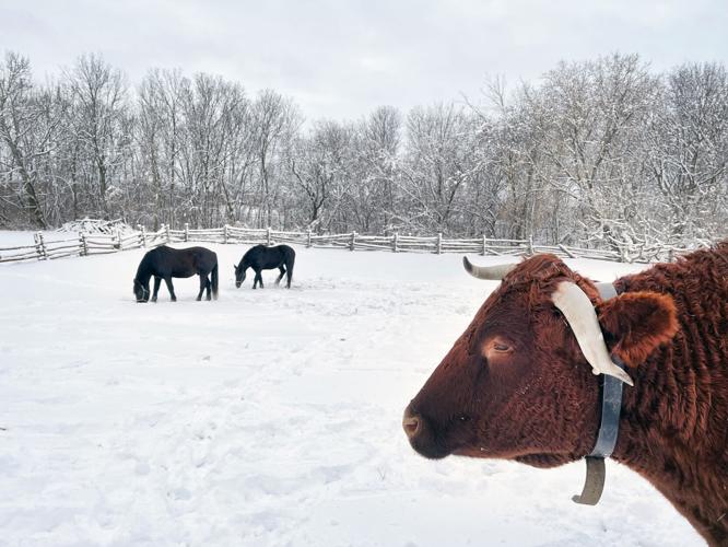 Farmers’ Christmas Celebration at the Kelley Farm | Elk River Star News ...
