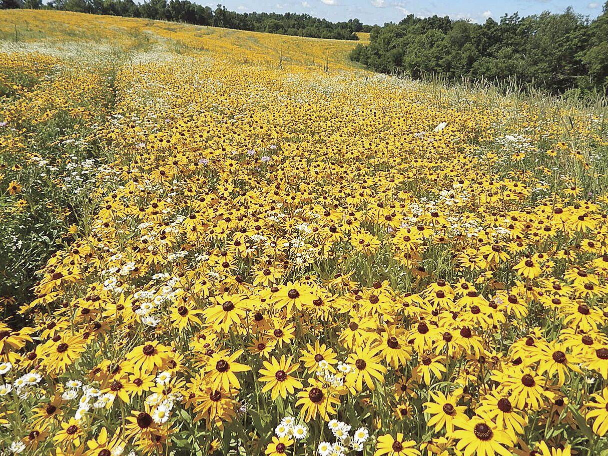 Local Pollinator Prairie Provides Enhanced Habitat | Community ...