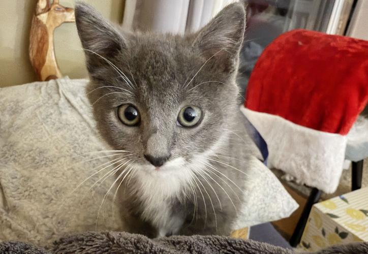 The unexpected joys of becoming a kitten dad again | Opinion ...