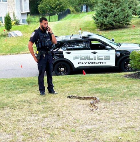 Whose snake was found in Plymouth? | Podcast | hometownsource.com