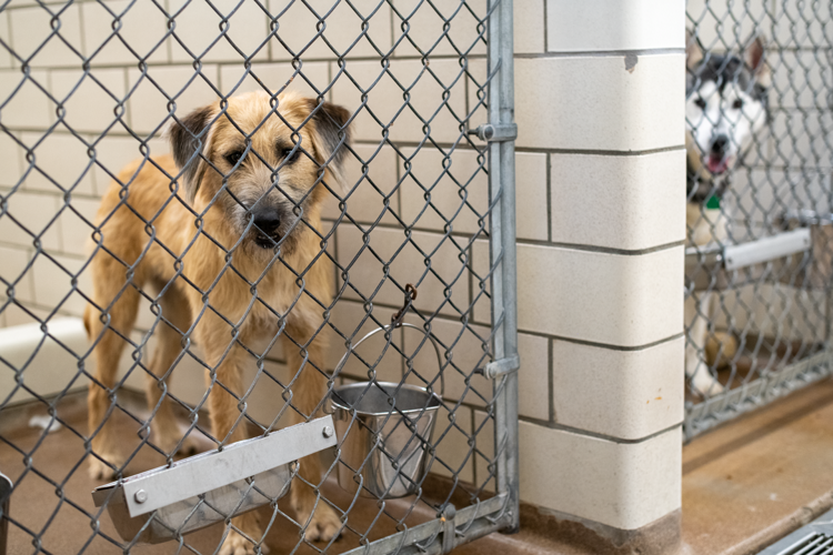 Animal Humane Society’s ‘Walk for Animals’ will have no dogs ...
