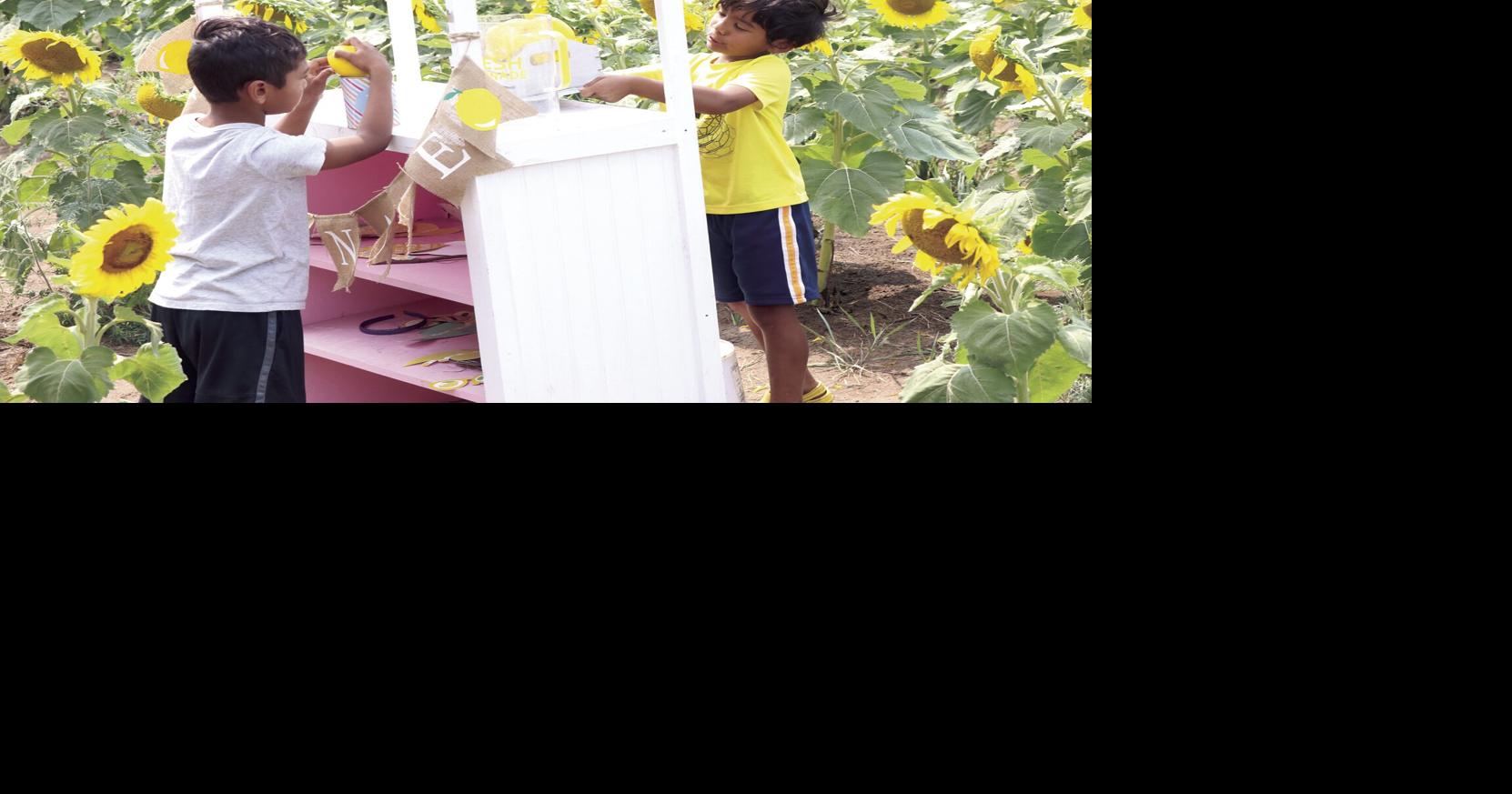 Making lemonade in a sunflower field | News | hometownsource.com