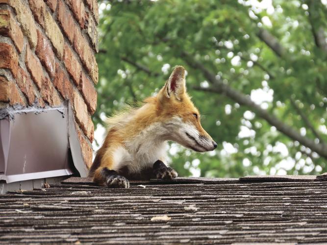 Lake life: High perches | Local News | hometownsource.com