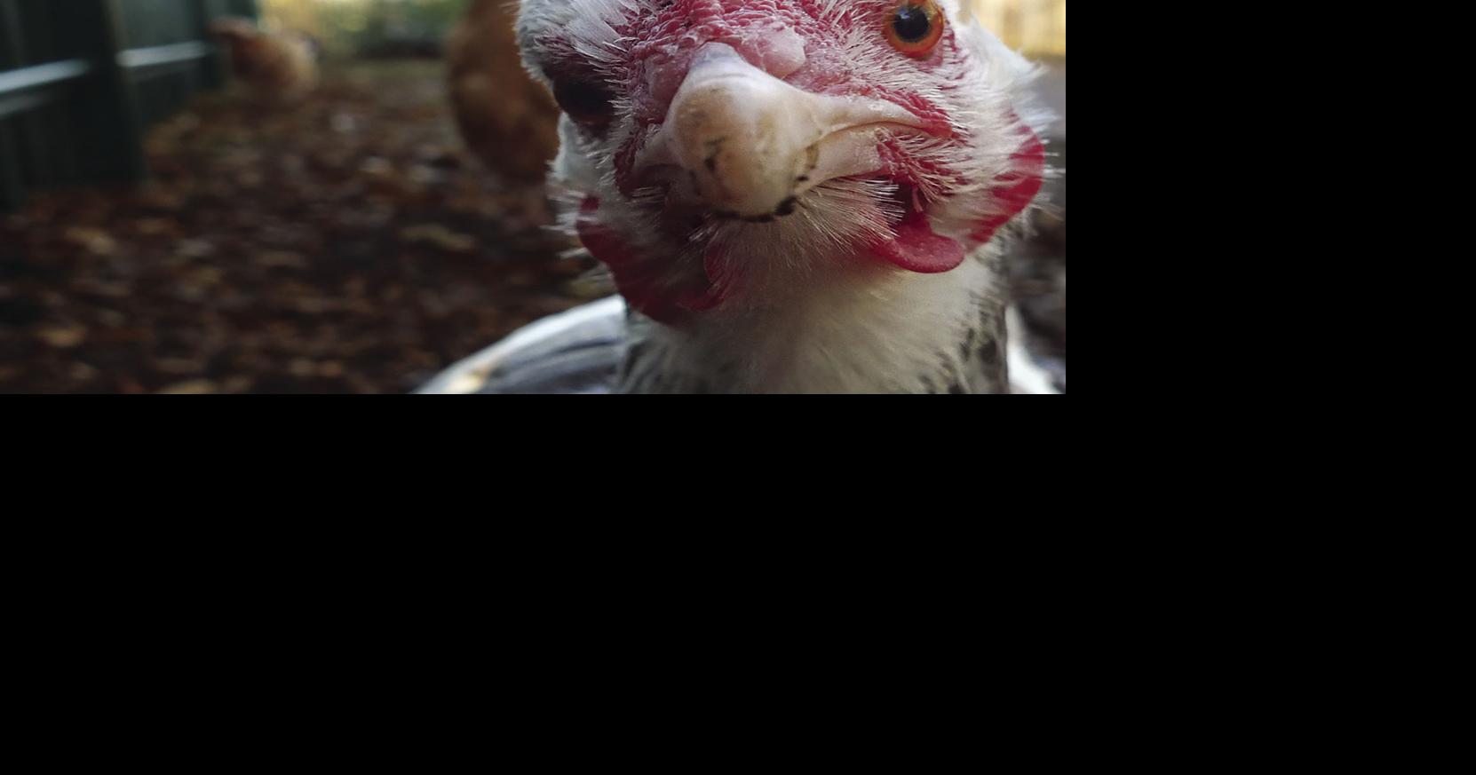 A fight for the flightless: Chickens in Brooklyn Center | Sun Post ...