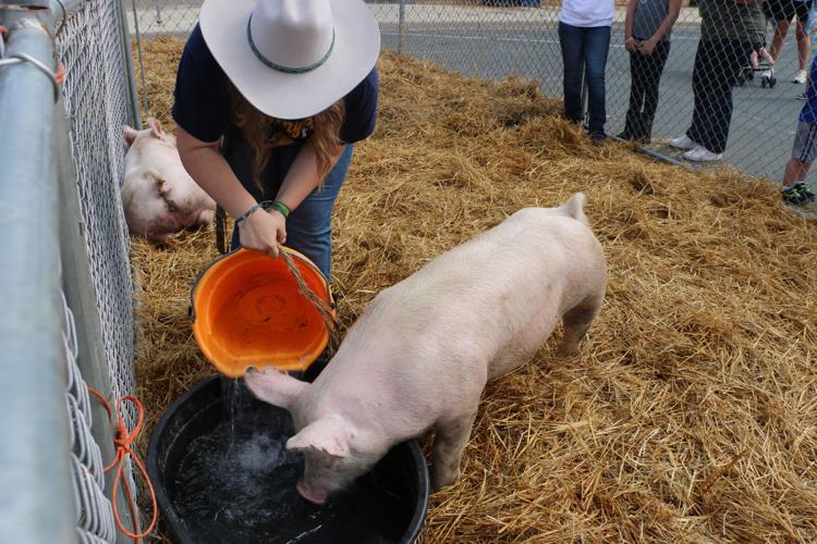 Youngsters delight in animals at Dew Days petting zoo | Farmington ...