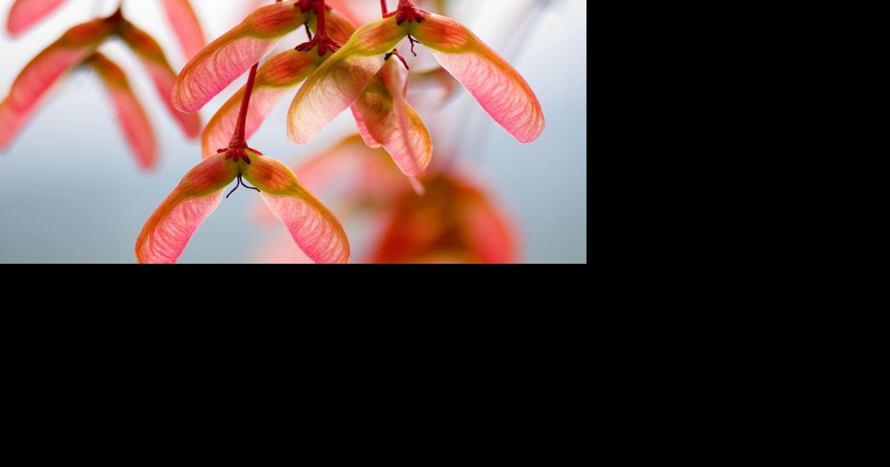 What’s with the Helicopters from the Maple Trees this Year? | Free ...