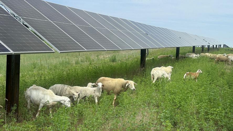 Sheep 'lamb-scaping' at solar farm | Podcast | hometownsource.com