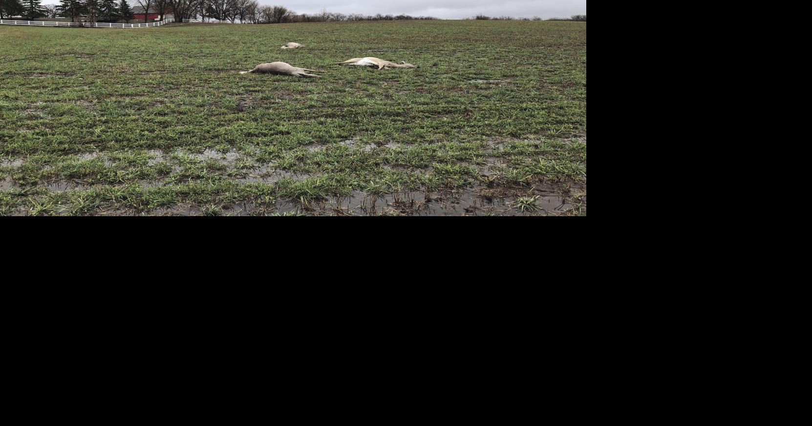 DNR: Rare lightning strike kills trio of deer | Community ...