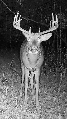 Pierz woman tags 15-point buck | Morrison County Record ...