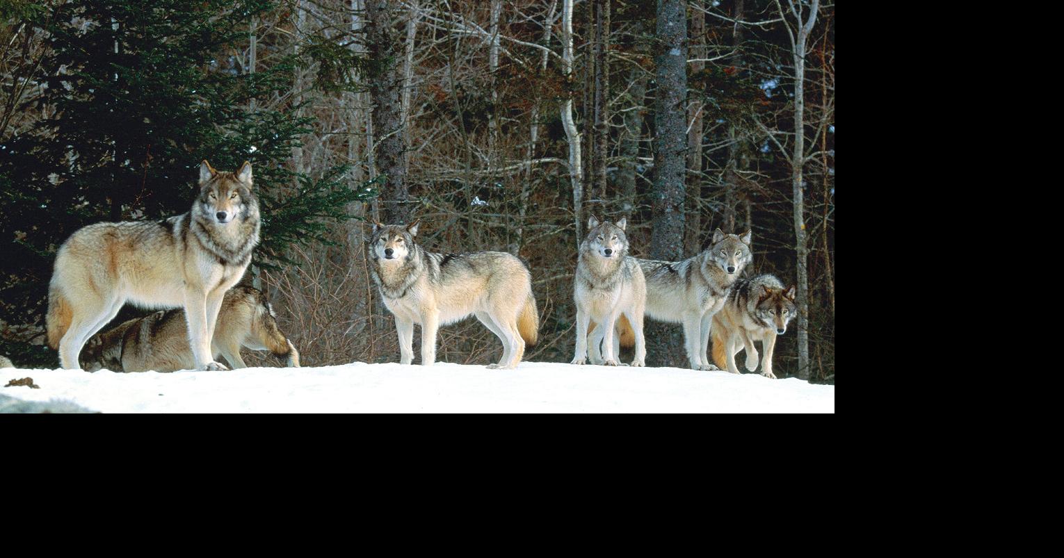 Stan Tekiela to present program on wolves, coyotes, foxes Monday ...